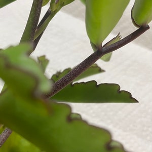 Prodigiosa / Siempre Viva (leaf of Life) Kalanchoe Herb Used for ...