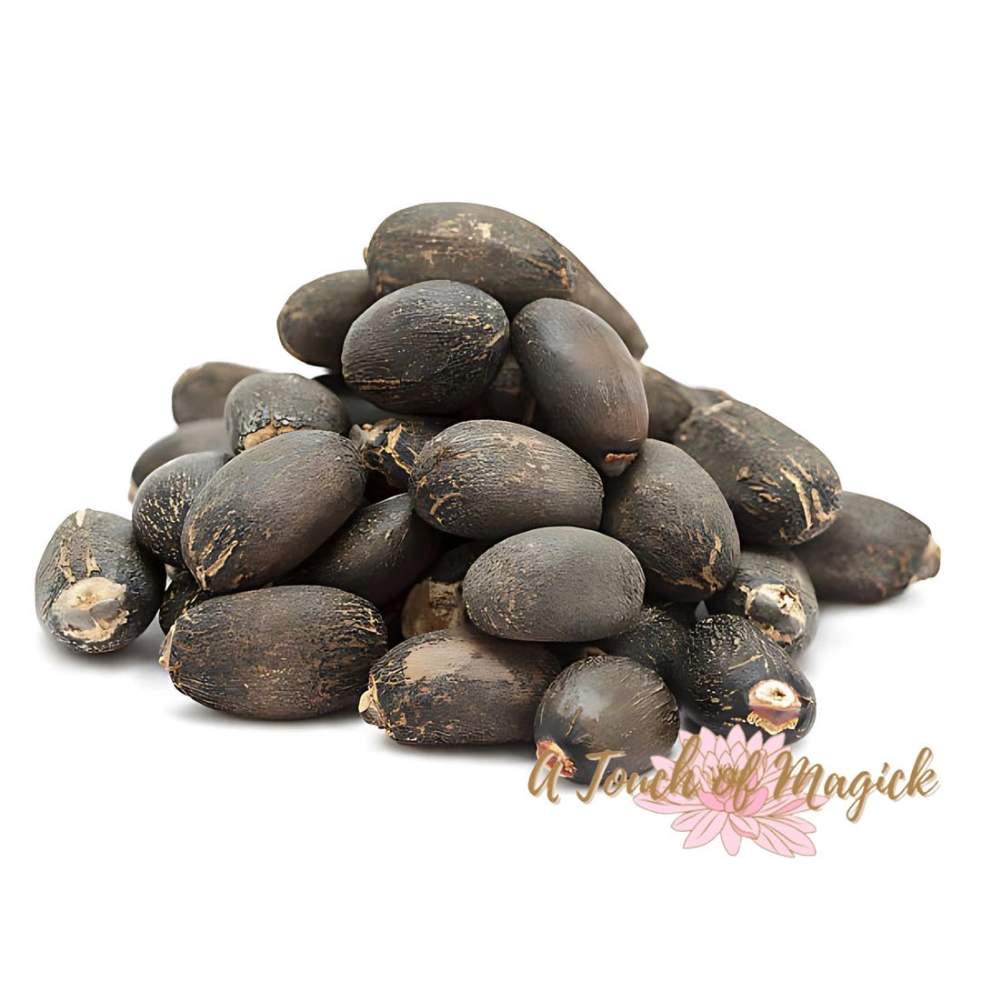 Piñon De Botija | 4+ Seeds | Jatropha Curcas | Physic Nut | Santeria ...