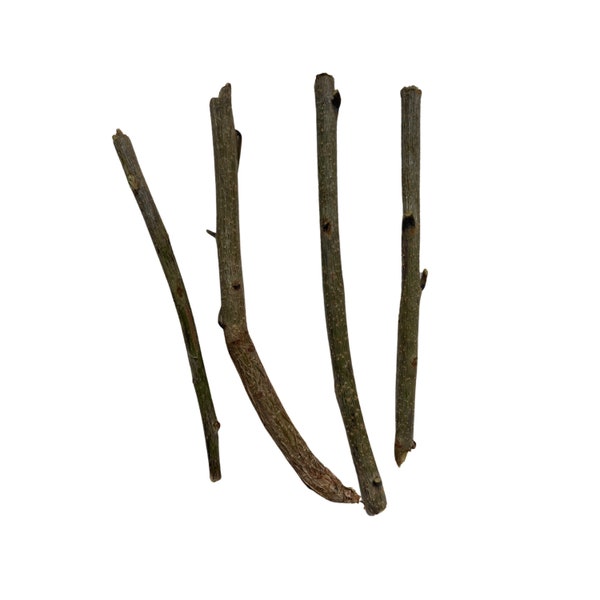 Almacigo Tree - Etsy