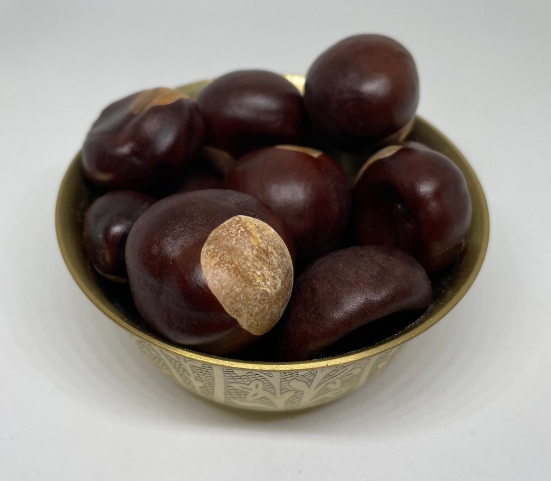 Buckeye | Ojo De Buey | Castaño De Indias | 100% AUTHENTIC | FOR 1 ...