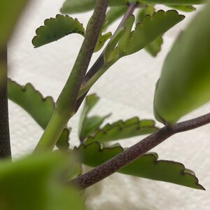 Prodigiosa / Siempre Viva (leaf of Life) Kalanchoe Herb Used for ...