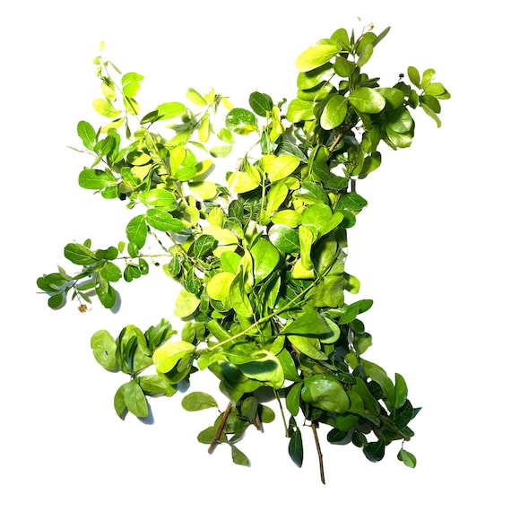 Quita Maldicion curse Remover Grey Knickers Plant Fresh - Etsy