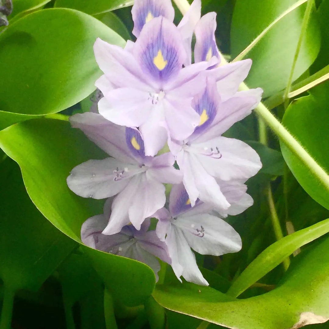 Flor De Agua | Water Hyacinth | Herb Dried | Used for Success ...