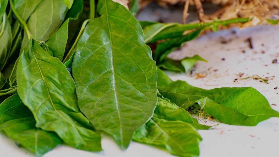Anamu Plant Fresh Herb Cuttings Powerful Herb Used to Remove Spells ...