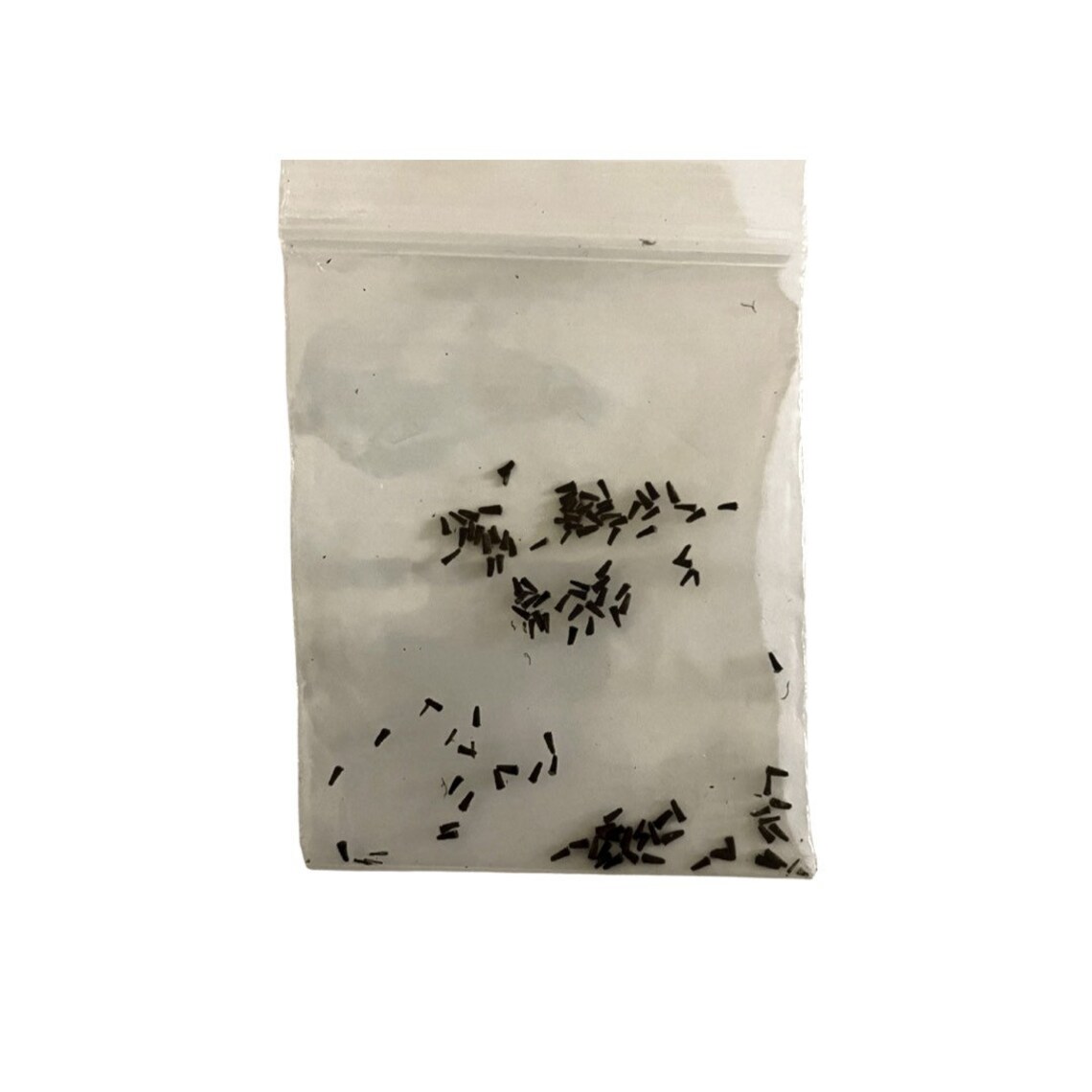Espanta Muerto Seeds | False Daisy | Eclipta Prostata | Eclipta Alba ...