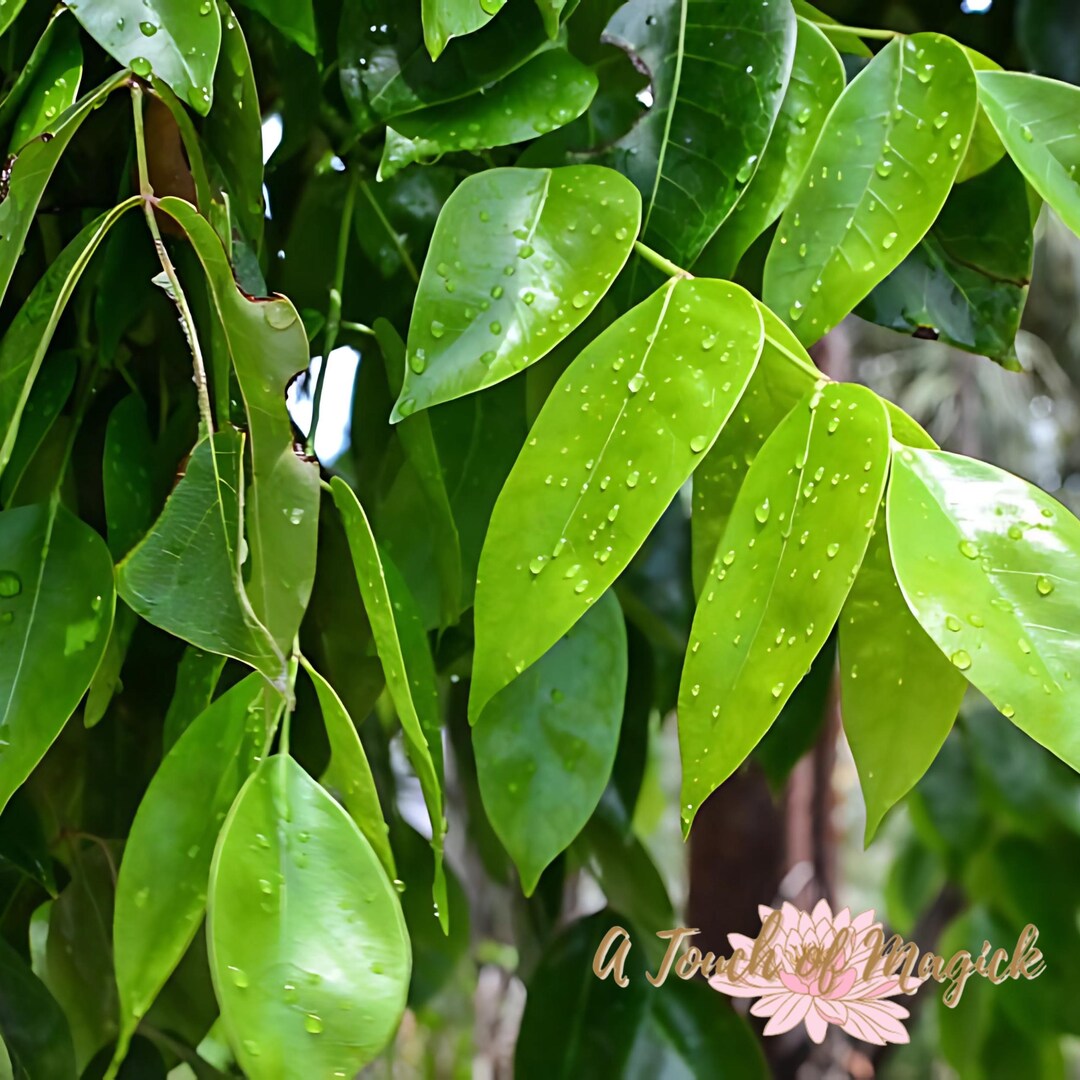 Almacigo | 5+ Seeds | Bursera Simaruba | Gumbo-limbo | Powerful Herb ...