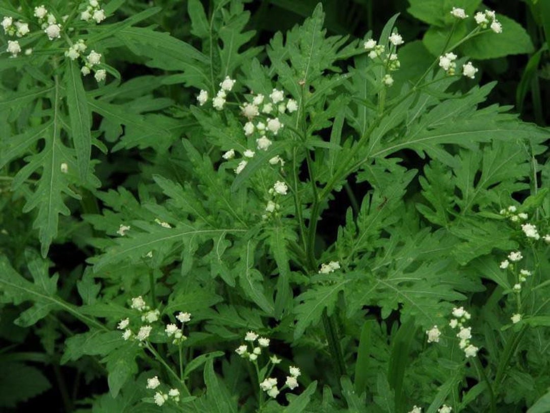 Escoba Amarga / Santa Maria Feverfew Plant Dried Herb Cut - Powerful ...
