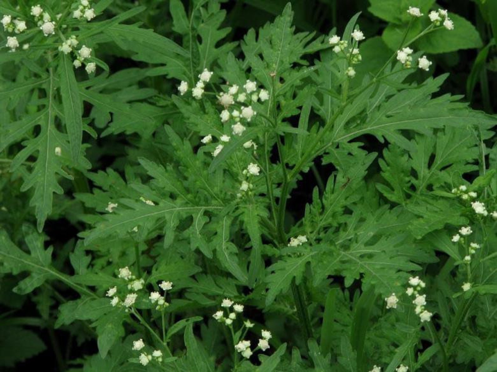 Escoba Amarga / Santa Maria Feverfew Plant Fresh Herb Cuttings - Etsy