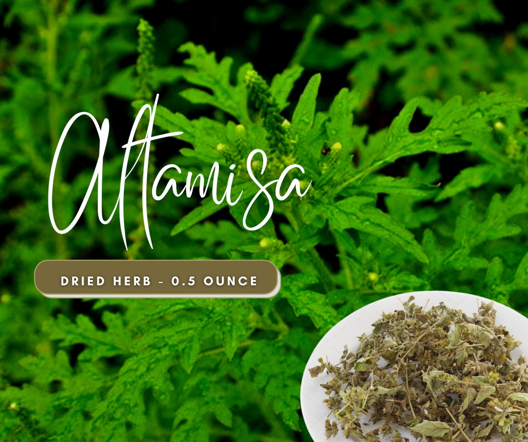 Altamisa LEGITIMATE Dried Herb - Remove Home Cleansing Herb - Boost ...