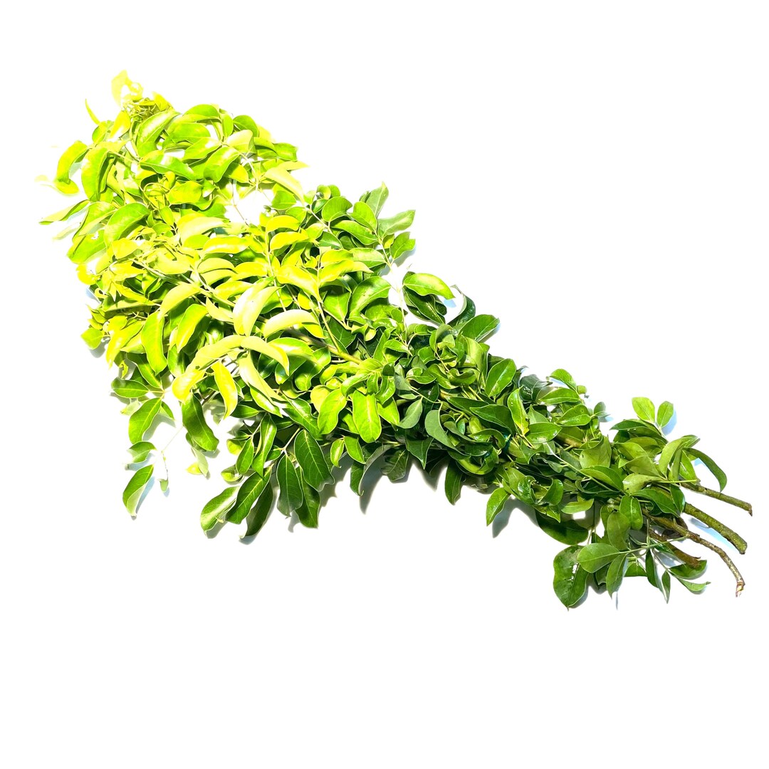 Almacigo mastic Tree Fresh Herb Cuttings Powerful Herb Used for ...