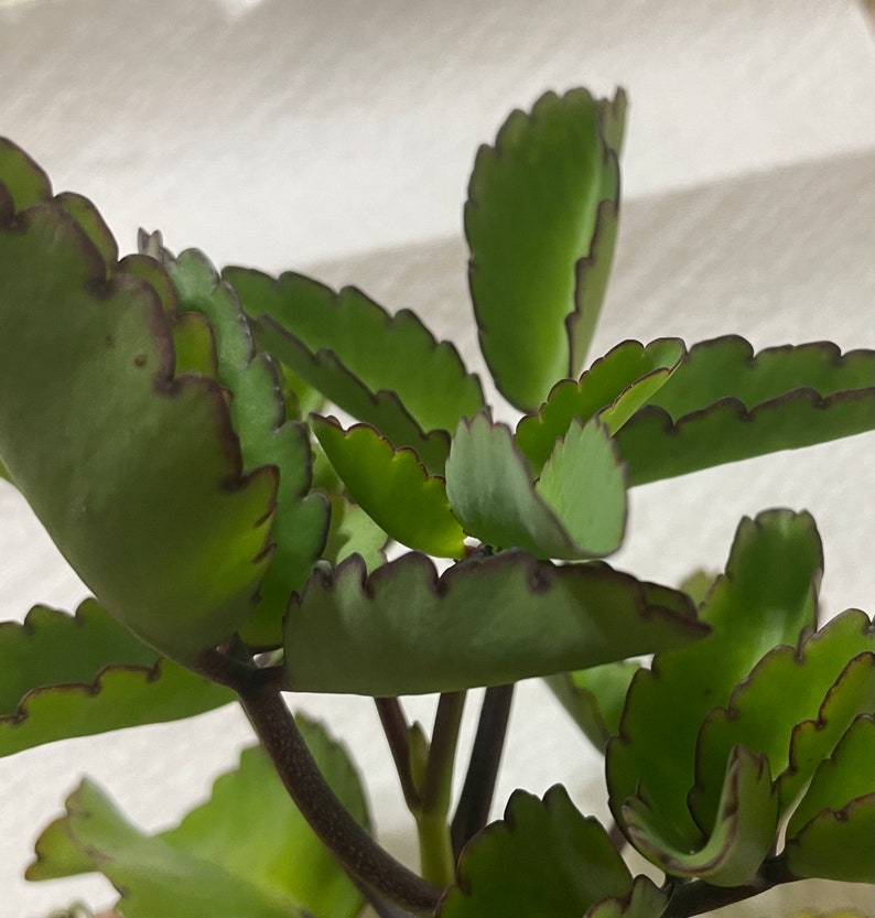 Prodigiosa / Siempre Viva leaf of Life Kalanchoe Herb Used - Etsy