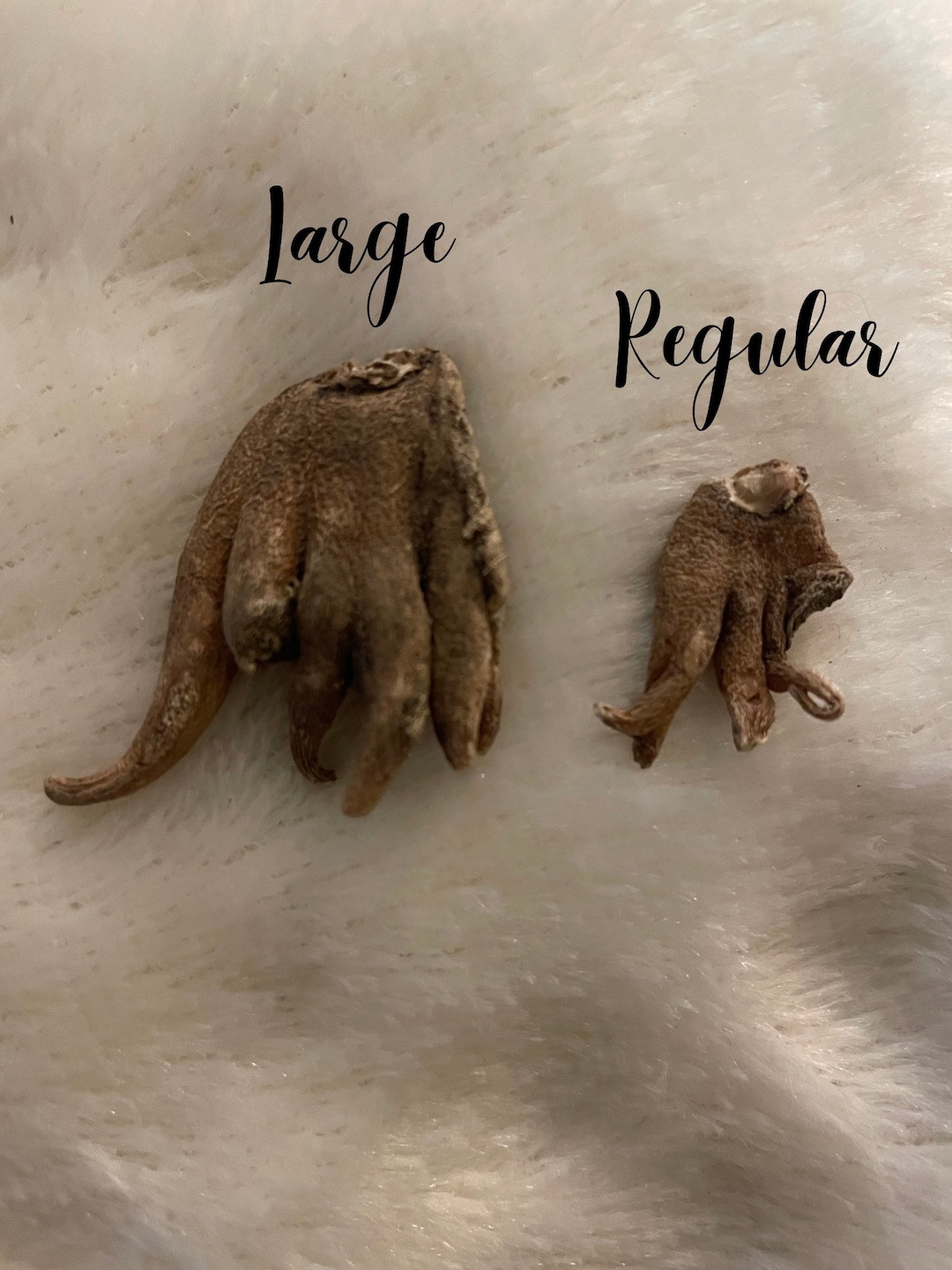 100% AUTHENTIC Lucky Hand Root Sahlep Root Orchis Mascula RARE Good ...