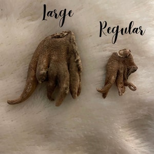 100% AUTHENTIC | Lucky Hand Root | Sahlep Root | Orchis Mascula | RARE ...