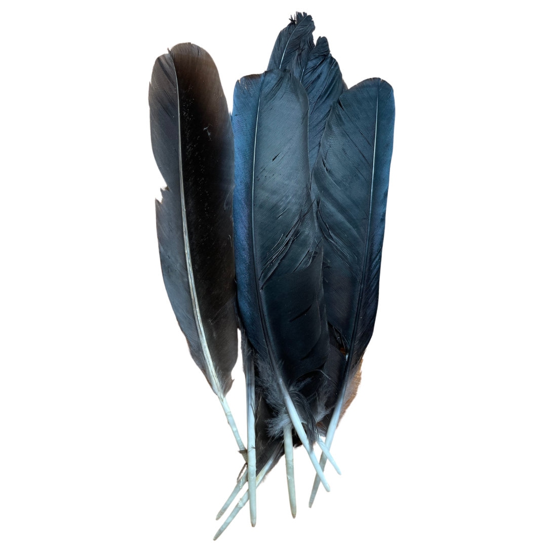 English Crow Feather | Only 1 Feather | Witchcraft Tools | Hoodoo ...