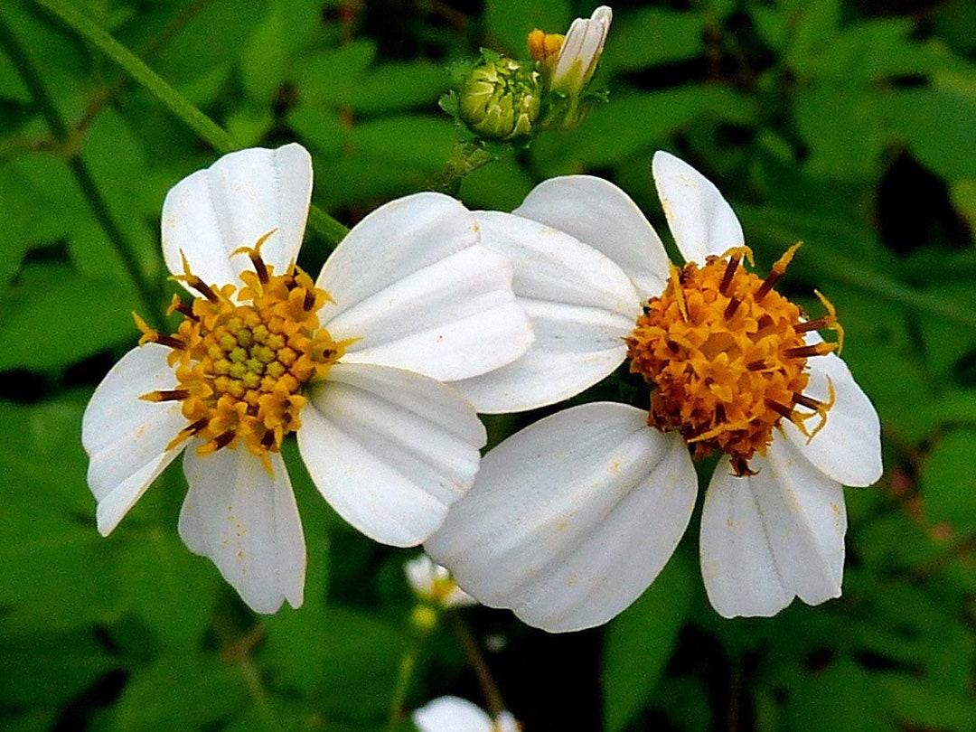 Romerillo | 15+ Seeds | Bidens Alba | Spanish Needle | Powerful Herb ...