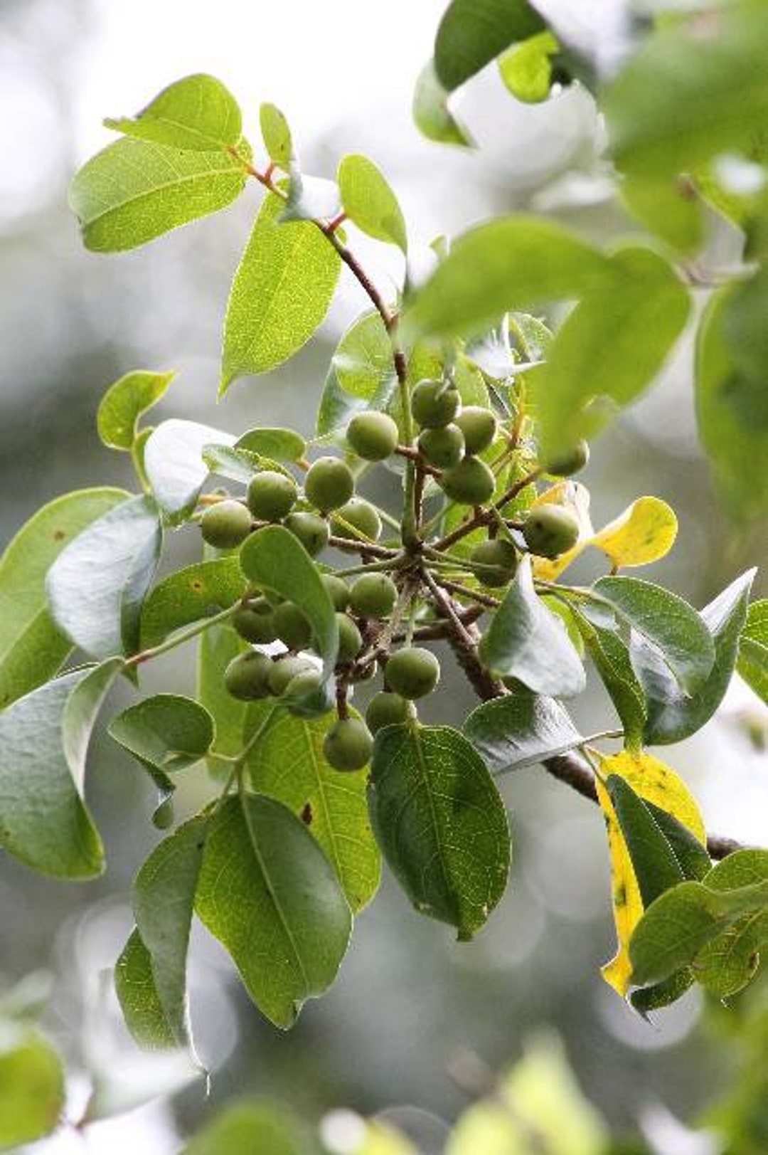 Almacigo 5 Seeds Bursera Simaruba Gumbo-limbo Powerful Herb for ...