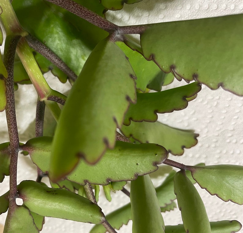 Prodigiosa / Siempre Viva leaf of Life Kalanchoe Herb Used - Etsy
