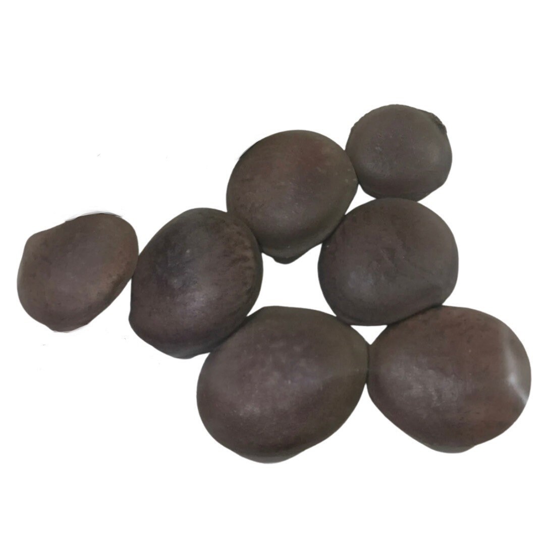 Salvadera Seeds | Hura Crepitans | 5 Seeds Total | Sandbox Tree ...