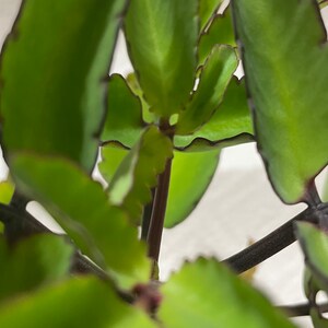 Prodigiosa / Siempre Viva (leaf of Life) Kalanchoe Herb Used for ...