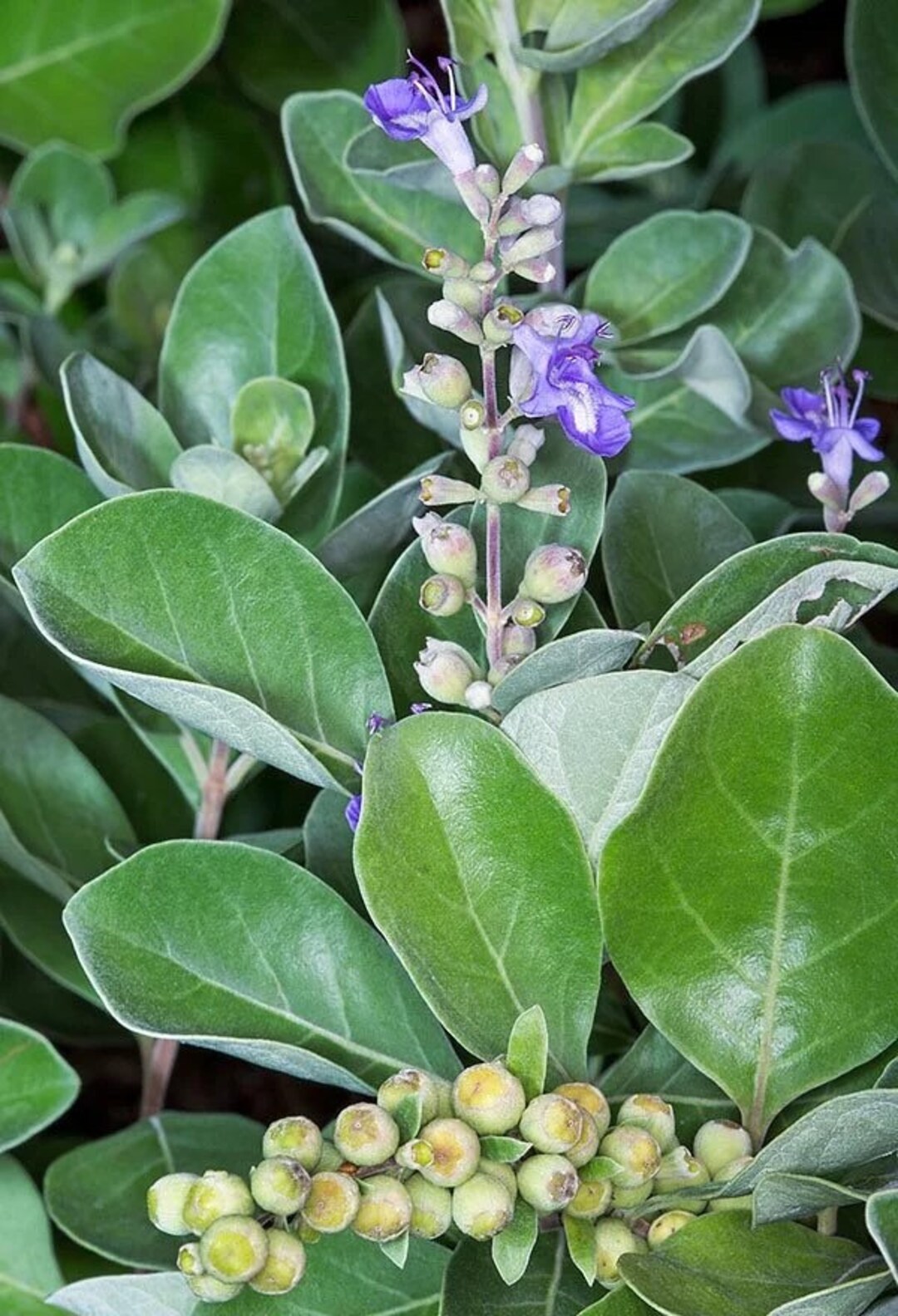 Vencedor 5 Seeds Vitex Trifolia Simple Leaf Chaste Tree Powerful Herb ...