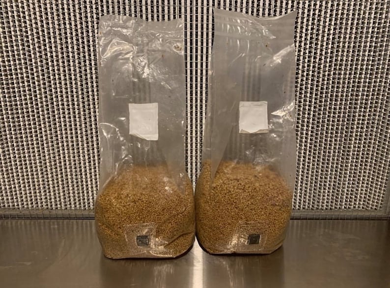 3.5lb White Millet Grain Spawn Bag Sterilized W/ 0.2 Micron Filter ...