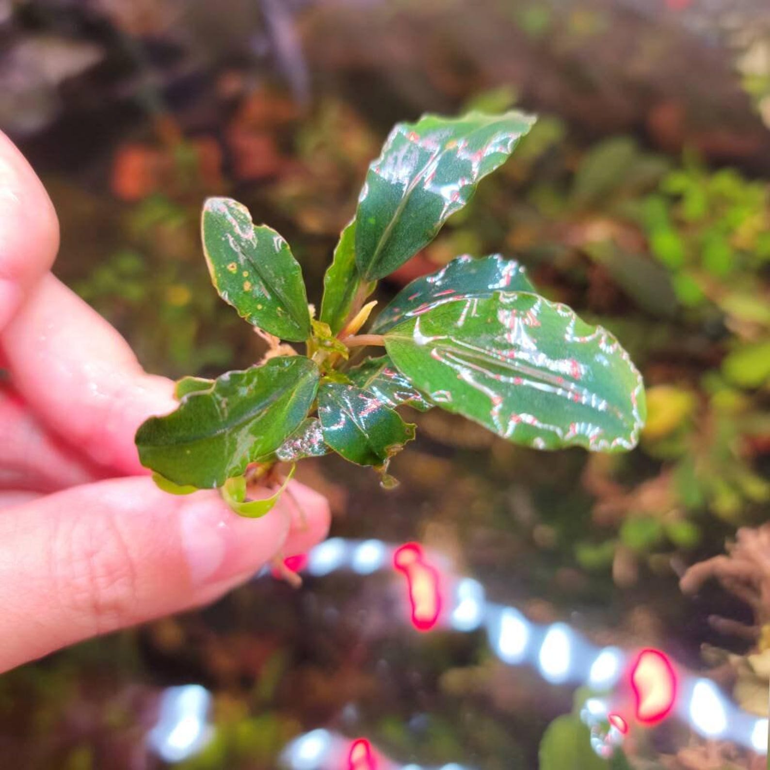 15 Random Bucephalandra Plants + Mystery Bonus - Rare Aquarium Plants ...