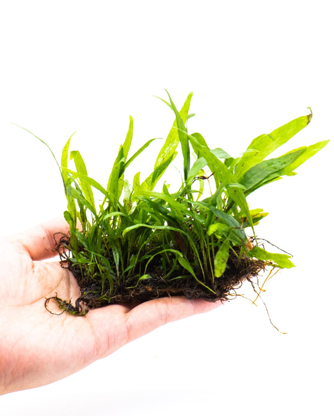 Java Fern 'petite' (microsorum Pteropus) Mat - Live Aquatic Plant for ...