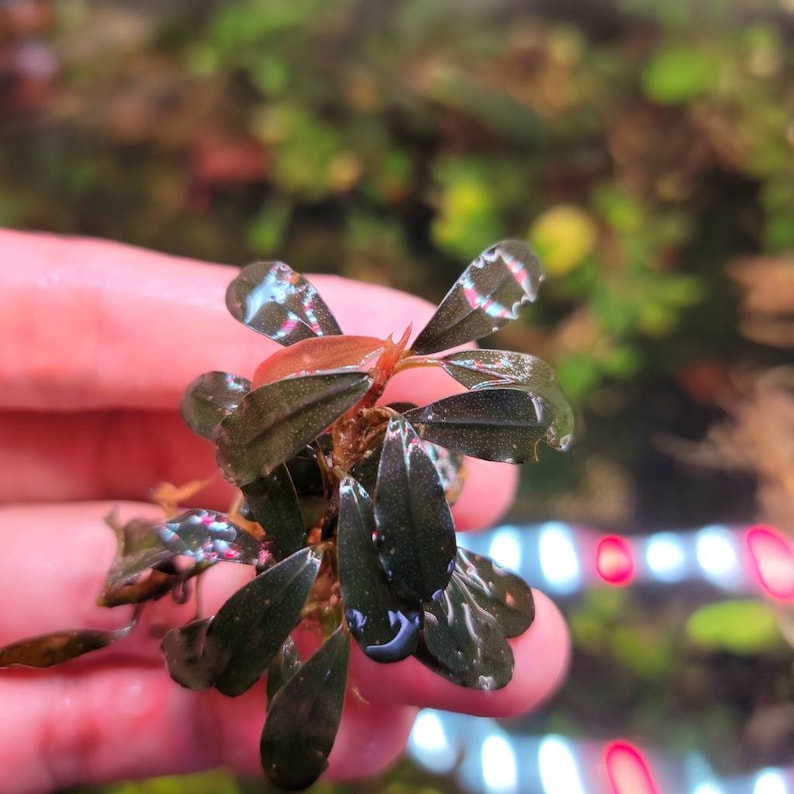 15 Random Bucephalandra Plants Mystery Bonus Rare Aquarium | Etsy