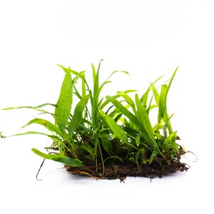 Java Fern 'petite' (microsorum Pteropus) Mat - Live Aquatic Plant for ...