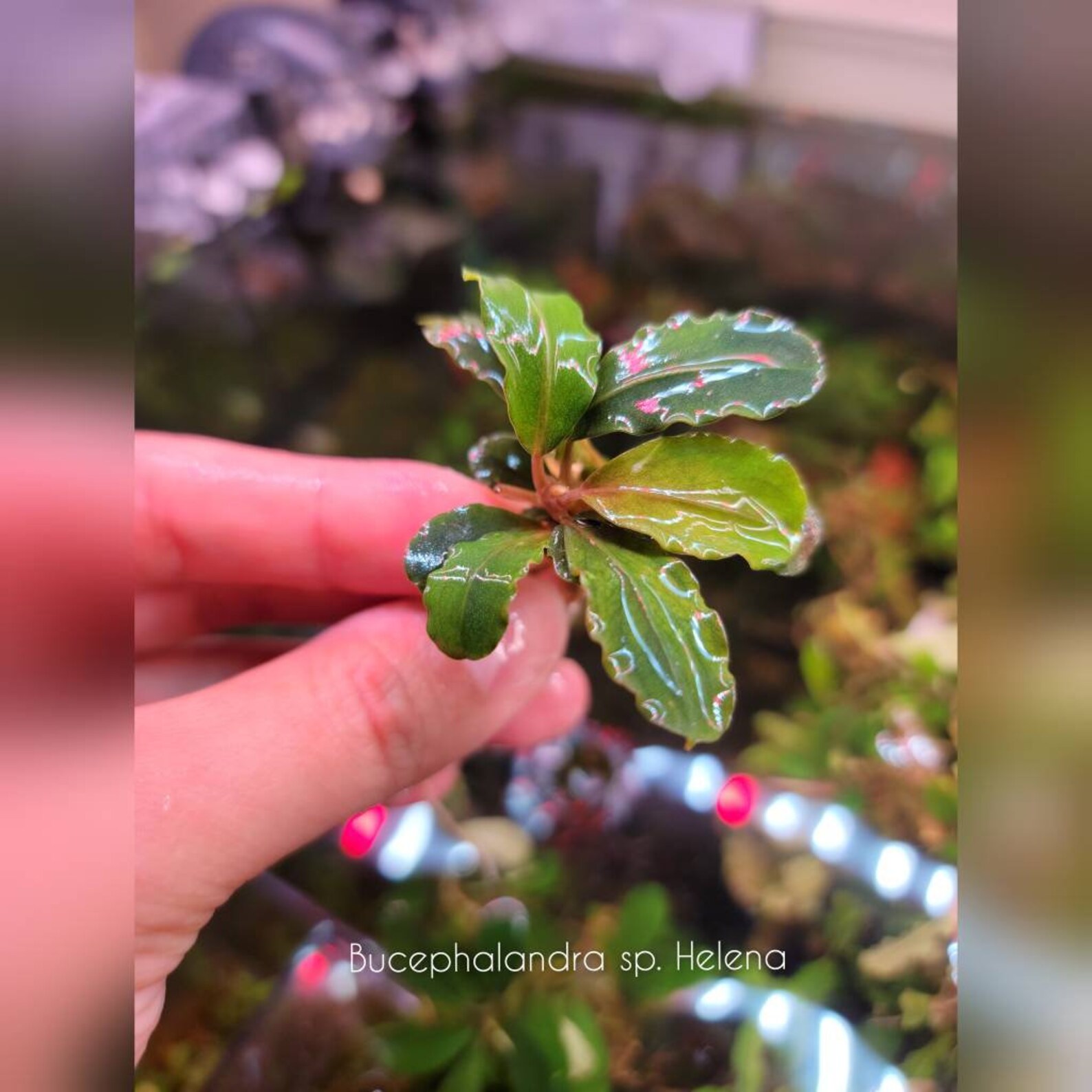 15 Random Bucephalandra Plants Mystery Bonus Rare Aquarium | Etsy