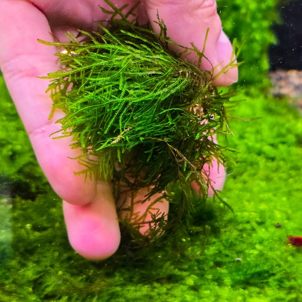 Moss Ball Terrarium - Etsy