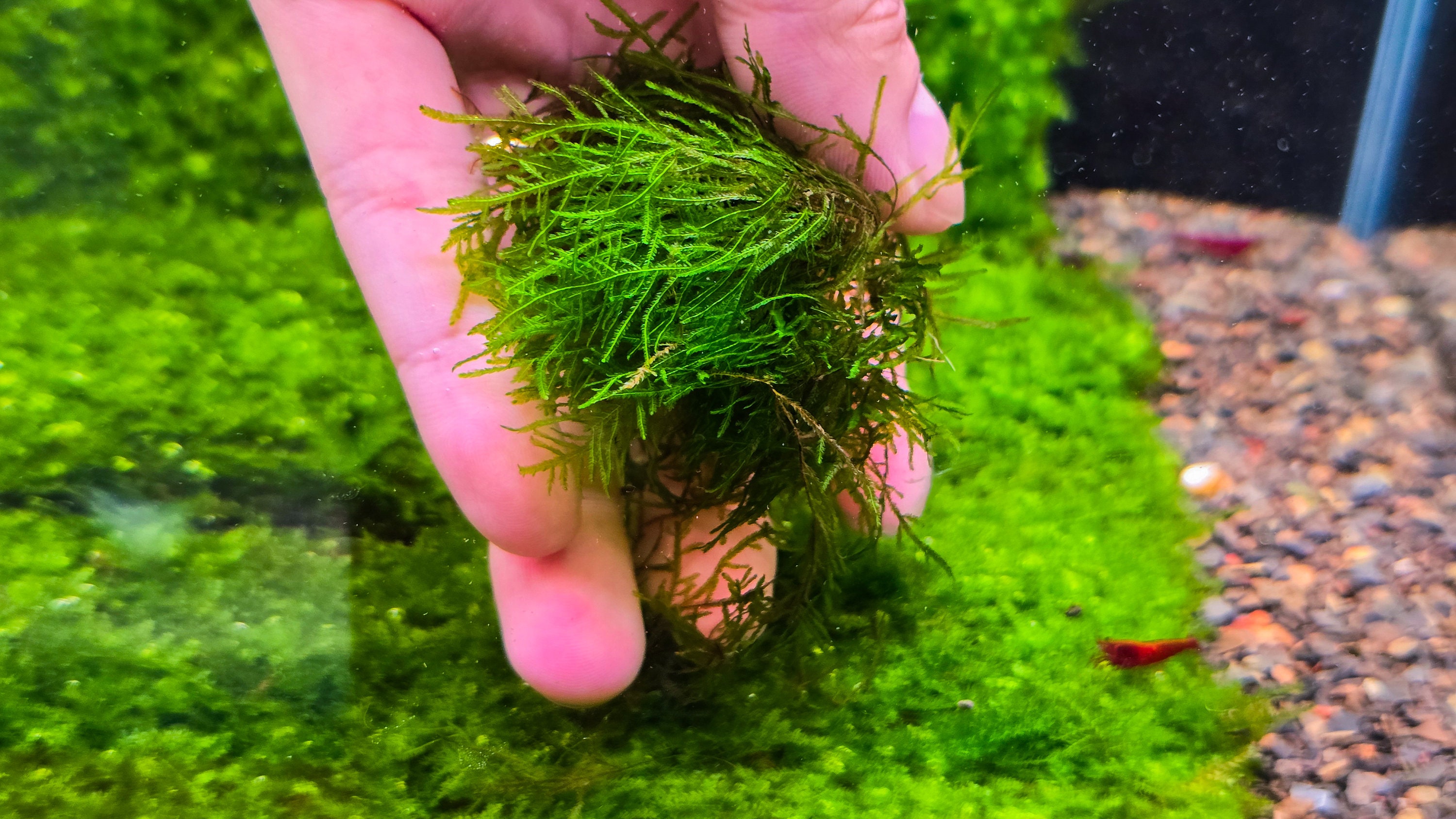 Buy 2 Get 1 Free Mini Spiky Moss Live Aquarium Moss golfball Size for ...