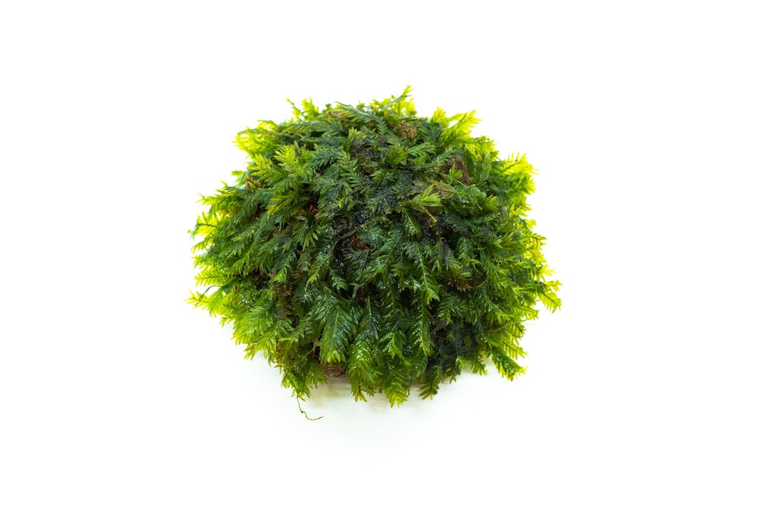 Fissidens Nobilis Moss Dome (3inx1.25in) - Live Aquarium Moss for ...