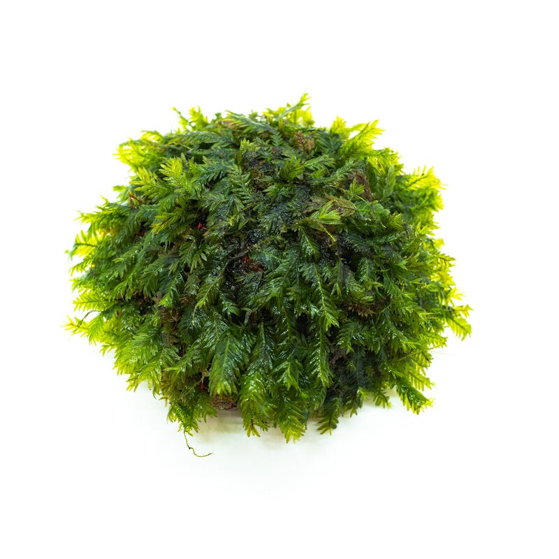 Live Moss - Etsy