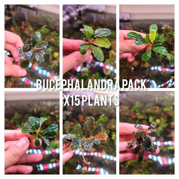 15 Random Bucephalandra Plants Mystery Bonus Rare Aquarium | Etsy