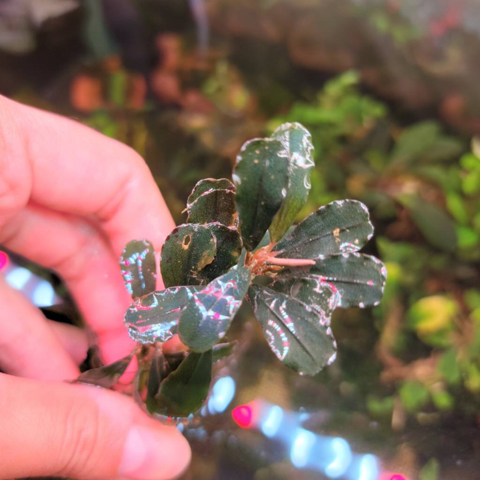 15 Random Bucephalandra Plants Mystery Bonus Rare Aquarium | Etsy