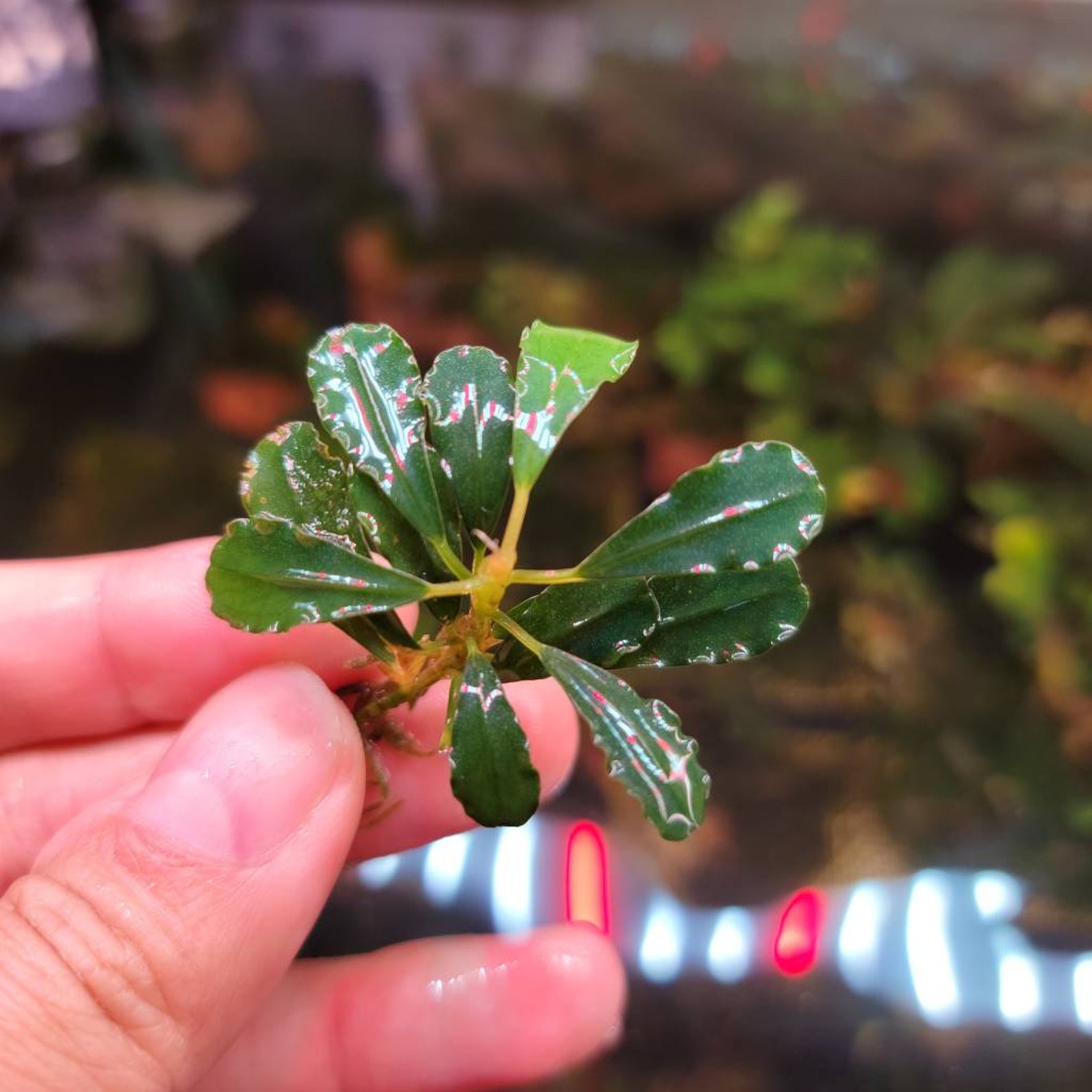 15 Random Bucephalandra Plants Mystery Bonus Rare Aquarium | Etsy