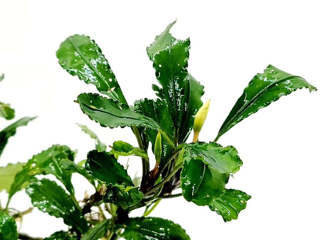 Live Bucephalandra Rare Aquarium Plants, Unique Adorable Fish Tank ...