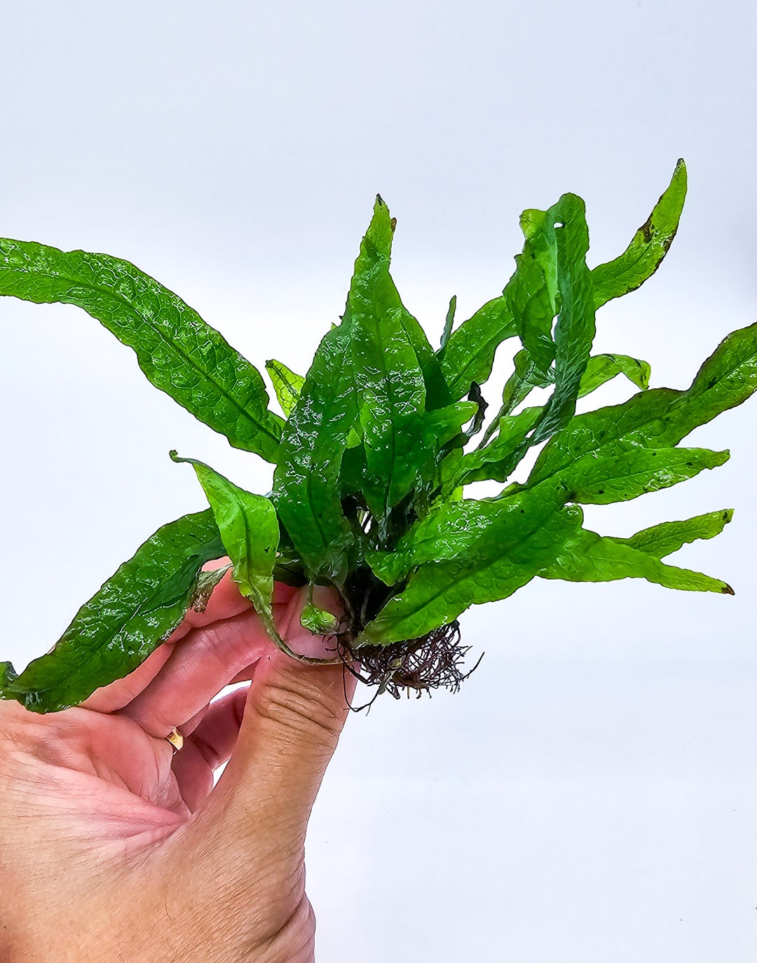Buy 2 Get 1 Free * Java Fern Philippine (microsorum Pteropus Philippine ...