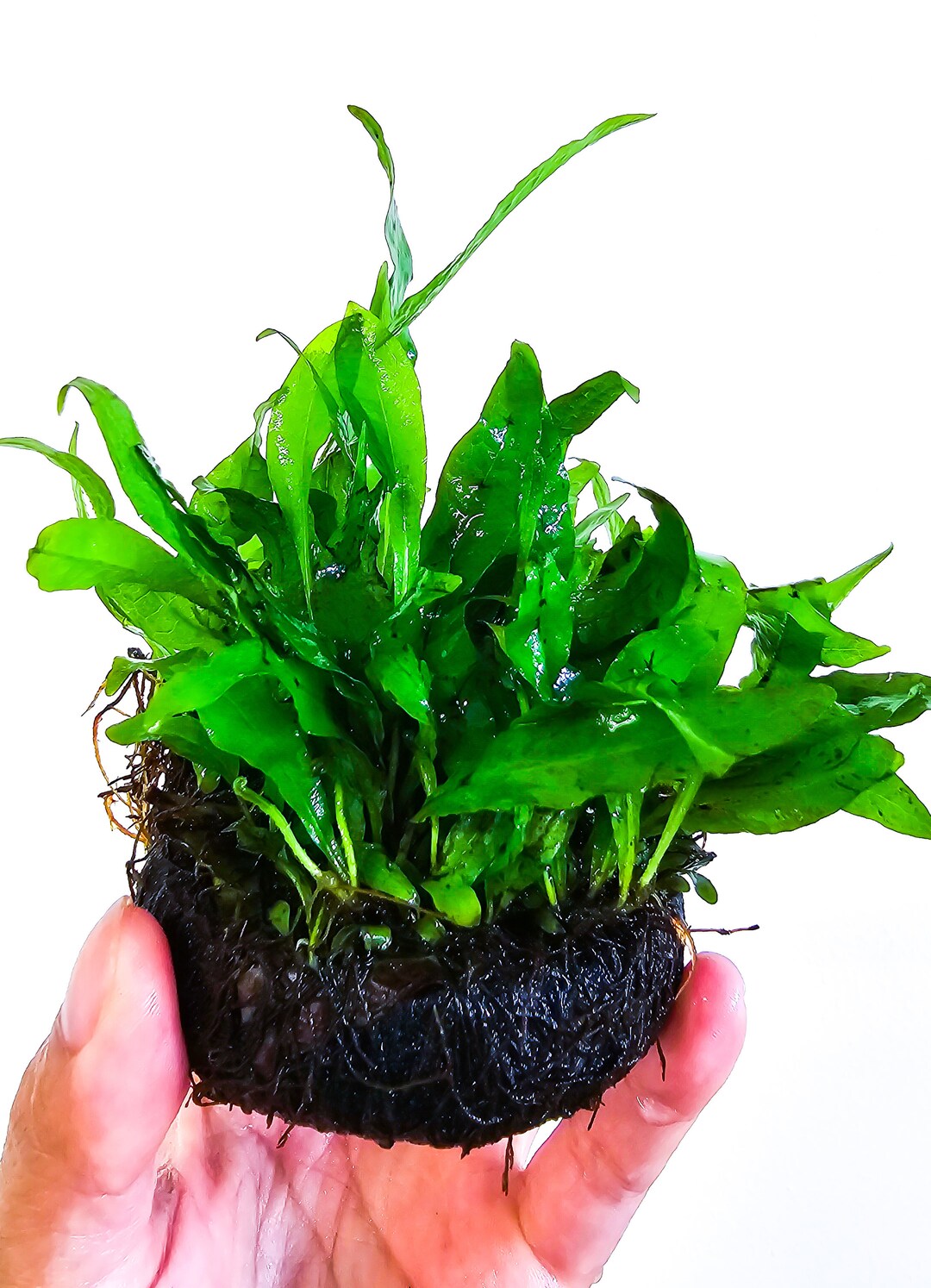 Java Fern Flaming (on Growing Media) - Rare Aquarium Plants - Etsy
