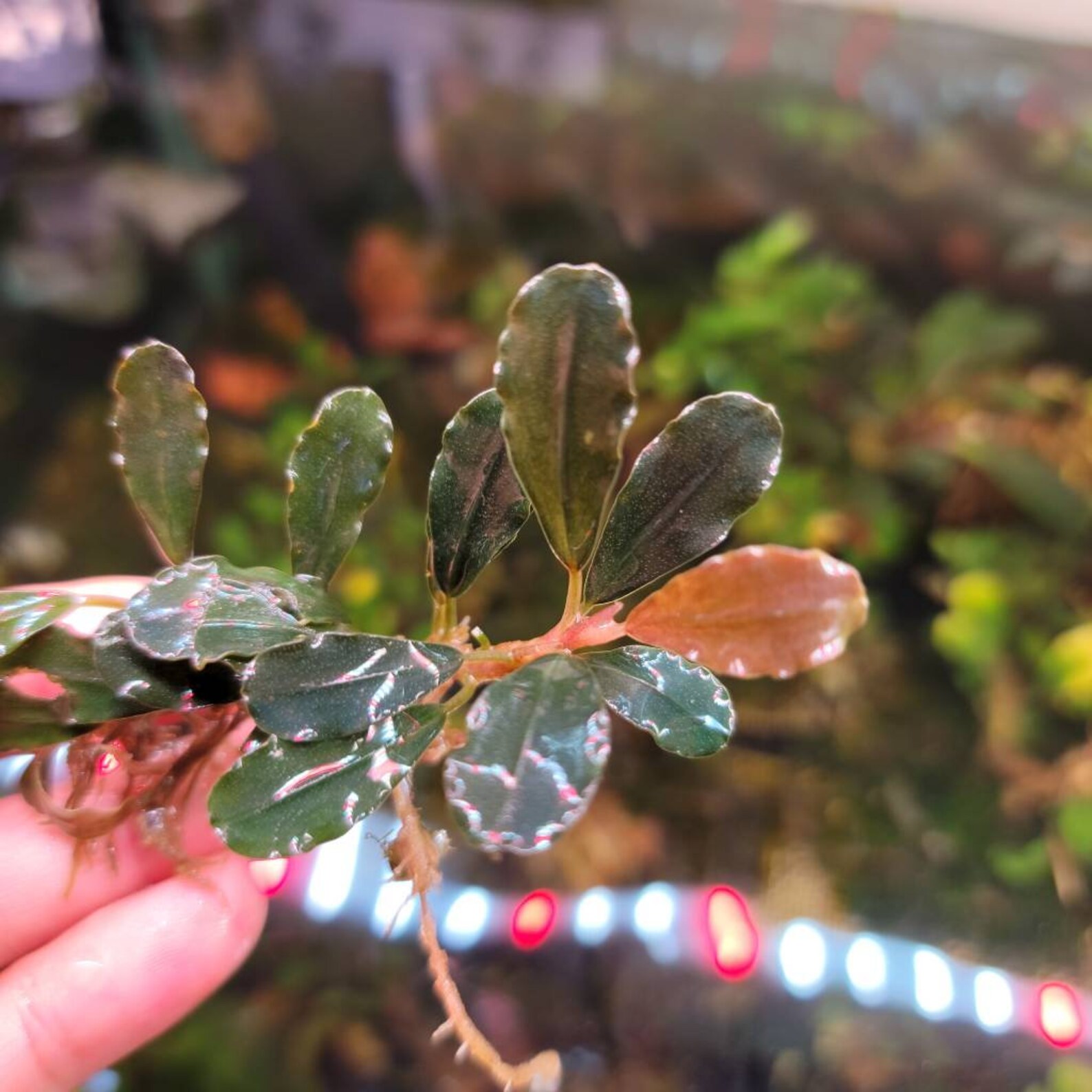 15 Random Bucephalandra Plants Mystery Bonus Rare Aquarium | Etsy