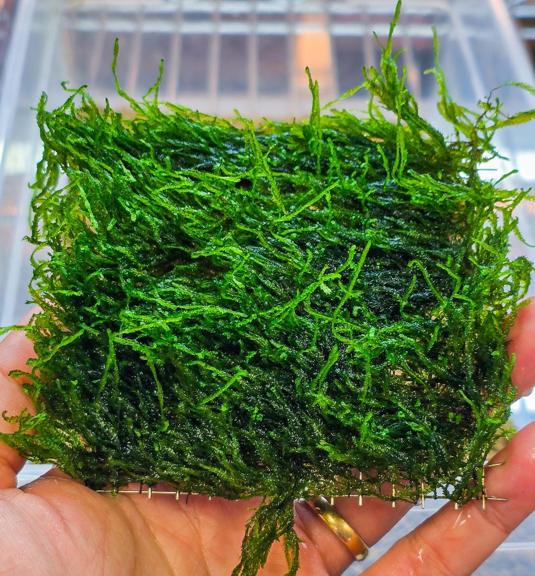 Flame Moss Mat (3inx3in) - Live Aquarium Moss for Planted Shrimp Tank ...
