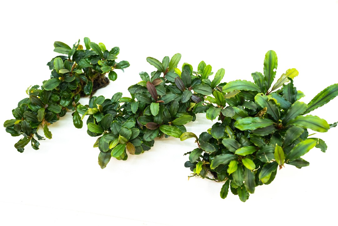 Random Bucephalandra Clump on Nutripad (6cmx2cm) - Rare Aquarium Plants ...