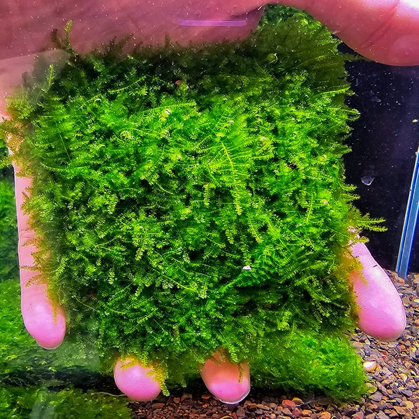 Moss - Etsy