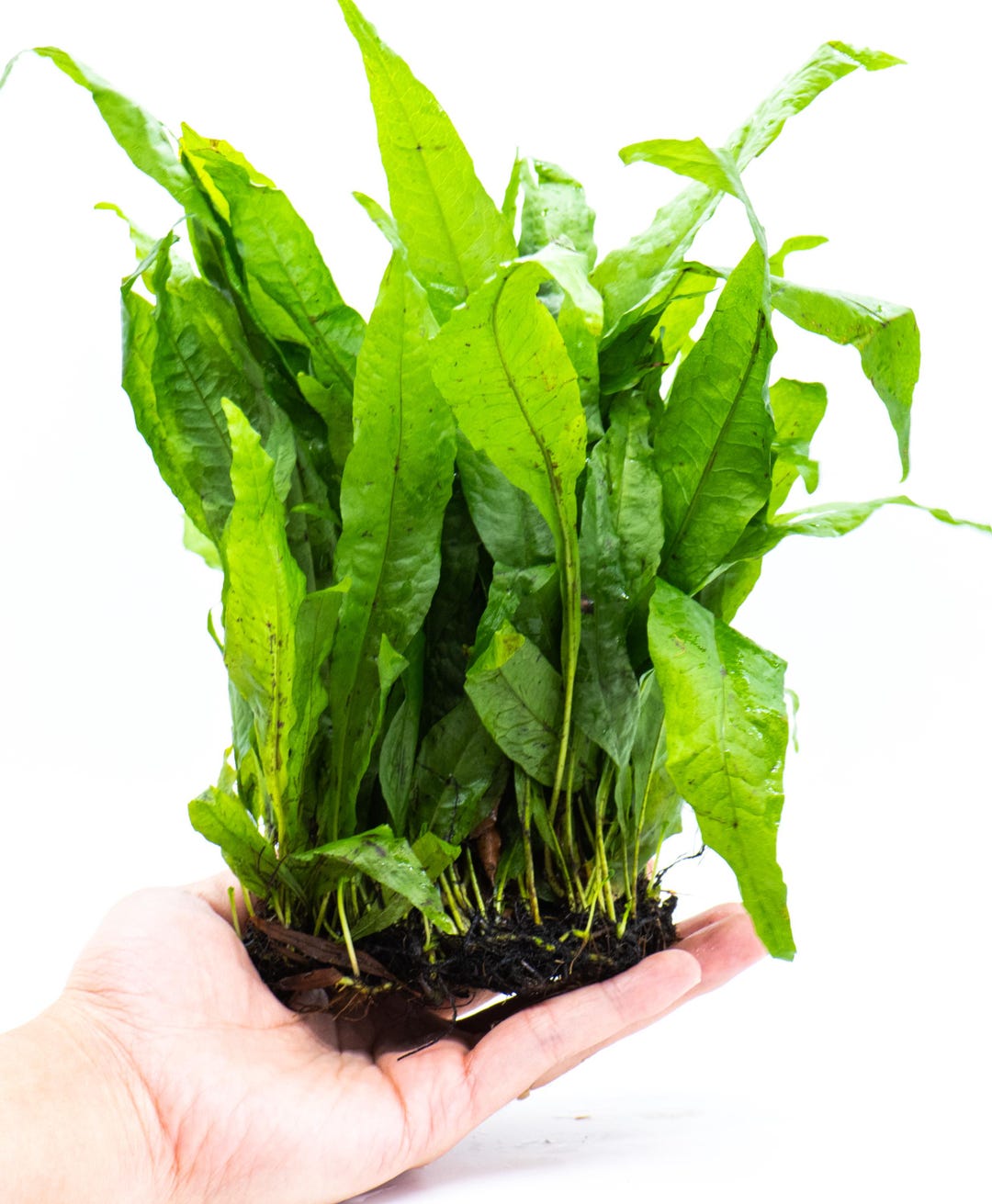 Java Fern (microsorum Pteropus) Mat - Live Aquatic Plant for Your ...