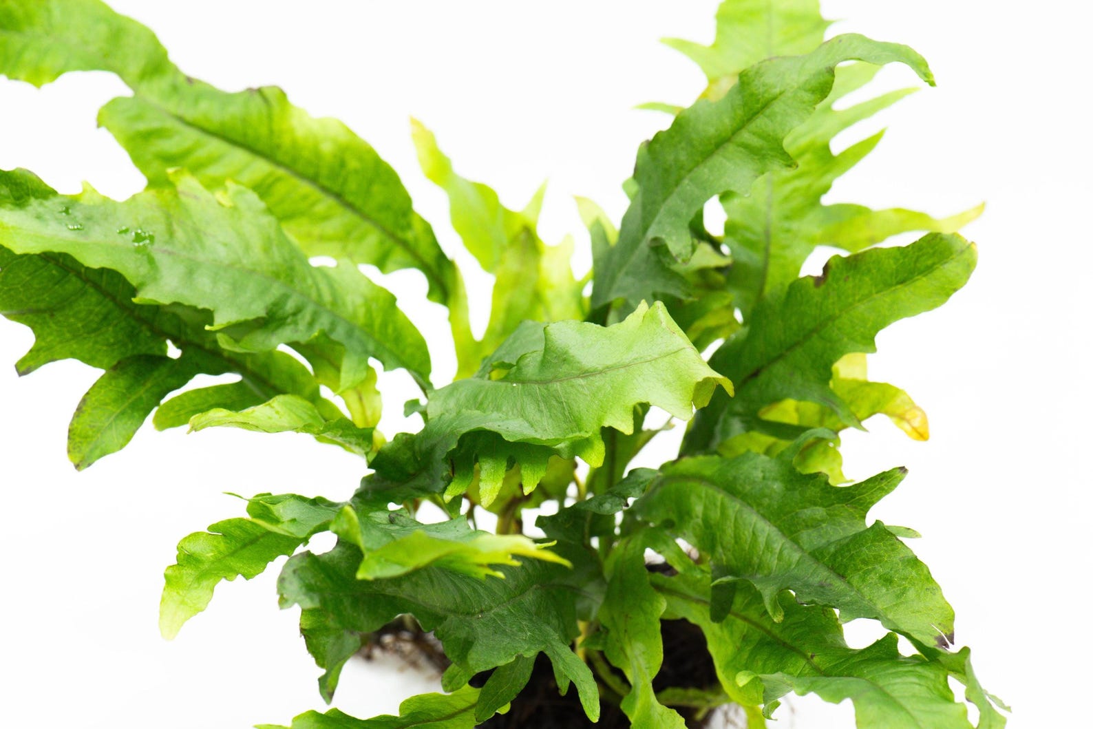 Java Fern 'lionfish' (microsorum Pteropus) on Nutripad - Rare Live ...
