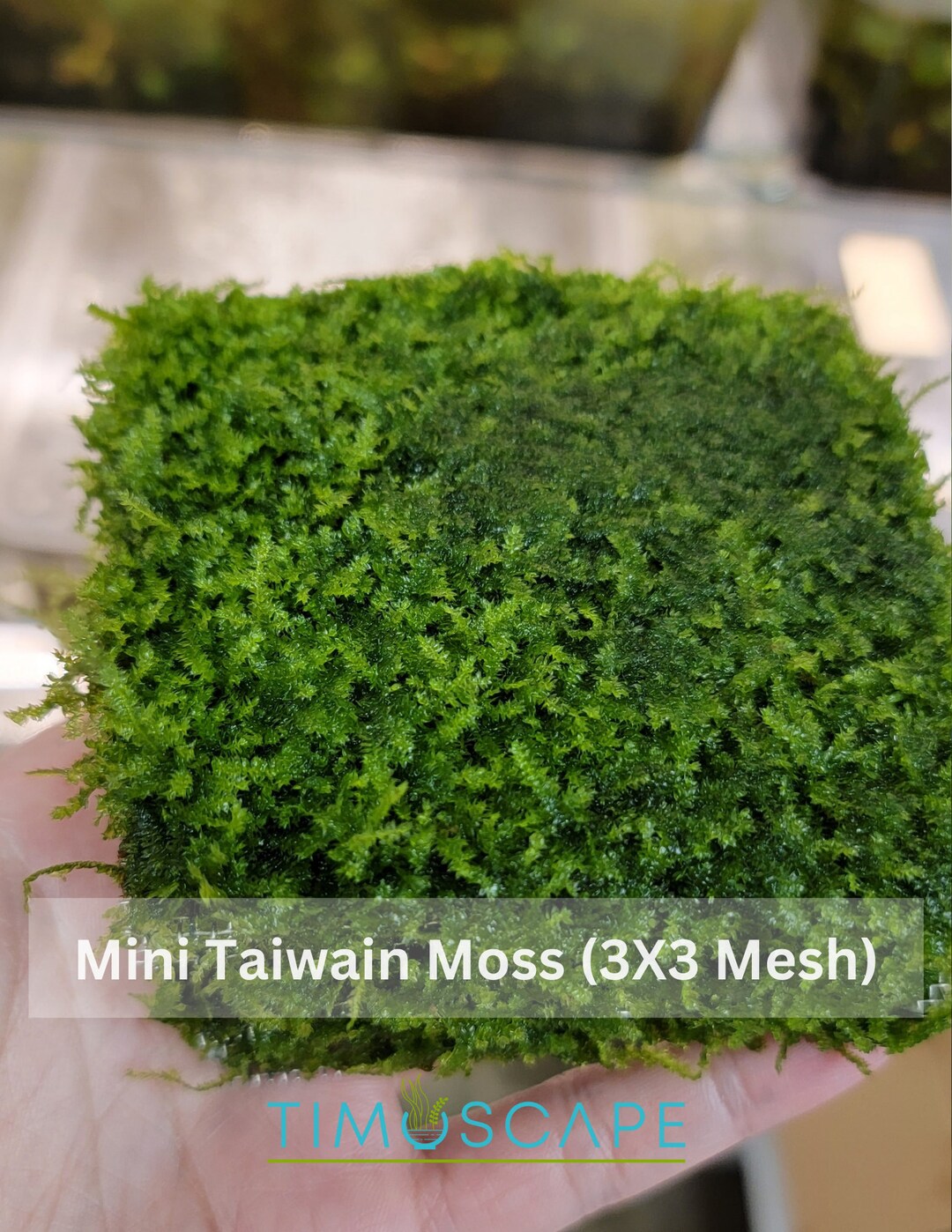 Mini Taiwan Moss Premium Aquarium Moss 3x3 Mesh - Etsy