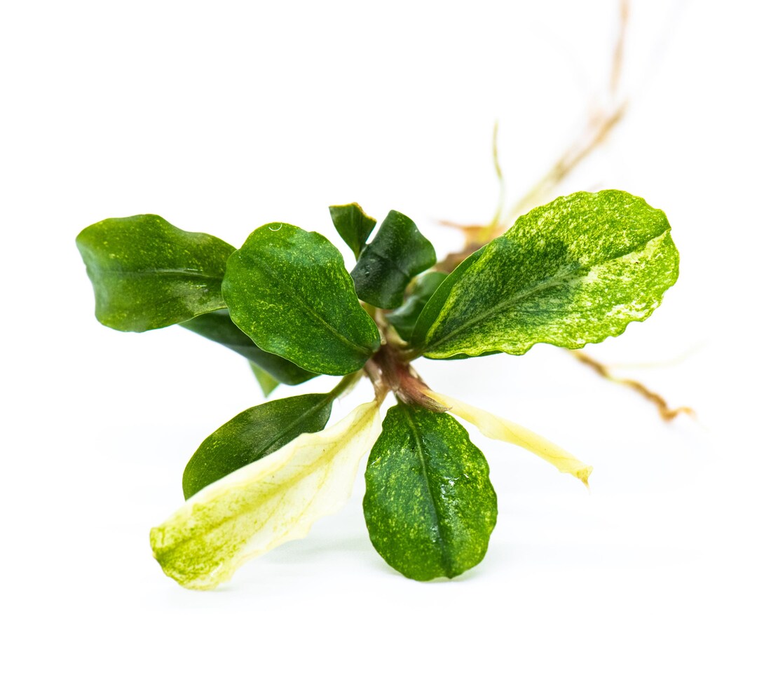 Bucephalandra Sp. White Marble (low Variegated) - Rare Small Aquarium ...