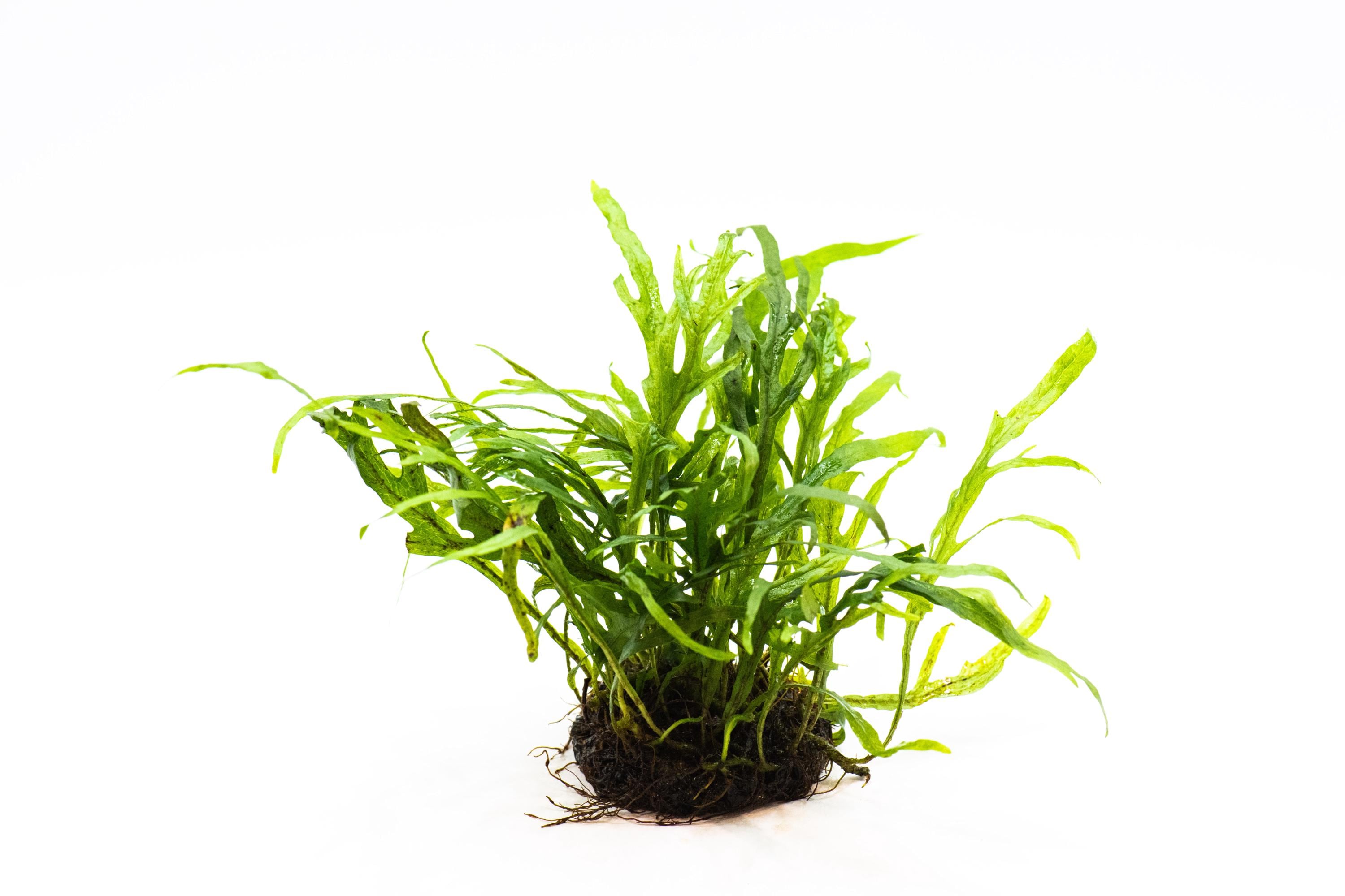 Java Fern 'trident' (microsorum Pteropus) on Nutripad - Live Aquatic ...