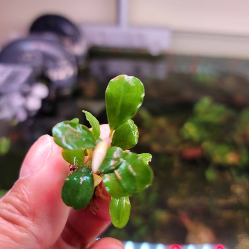15 Random Bucephalandra Plants Mystery Bonus Rare Aquarium | Etsy